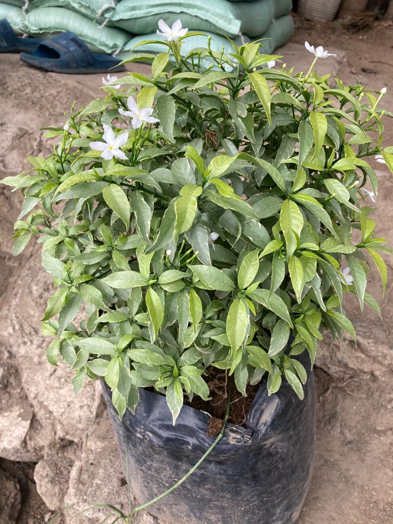 Silver pandakaki, Furniture & Home Living, Gardening, Plants & Seeds on ...