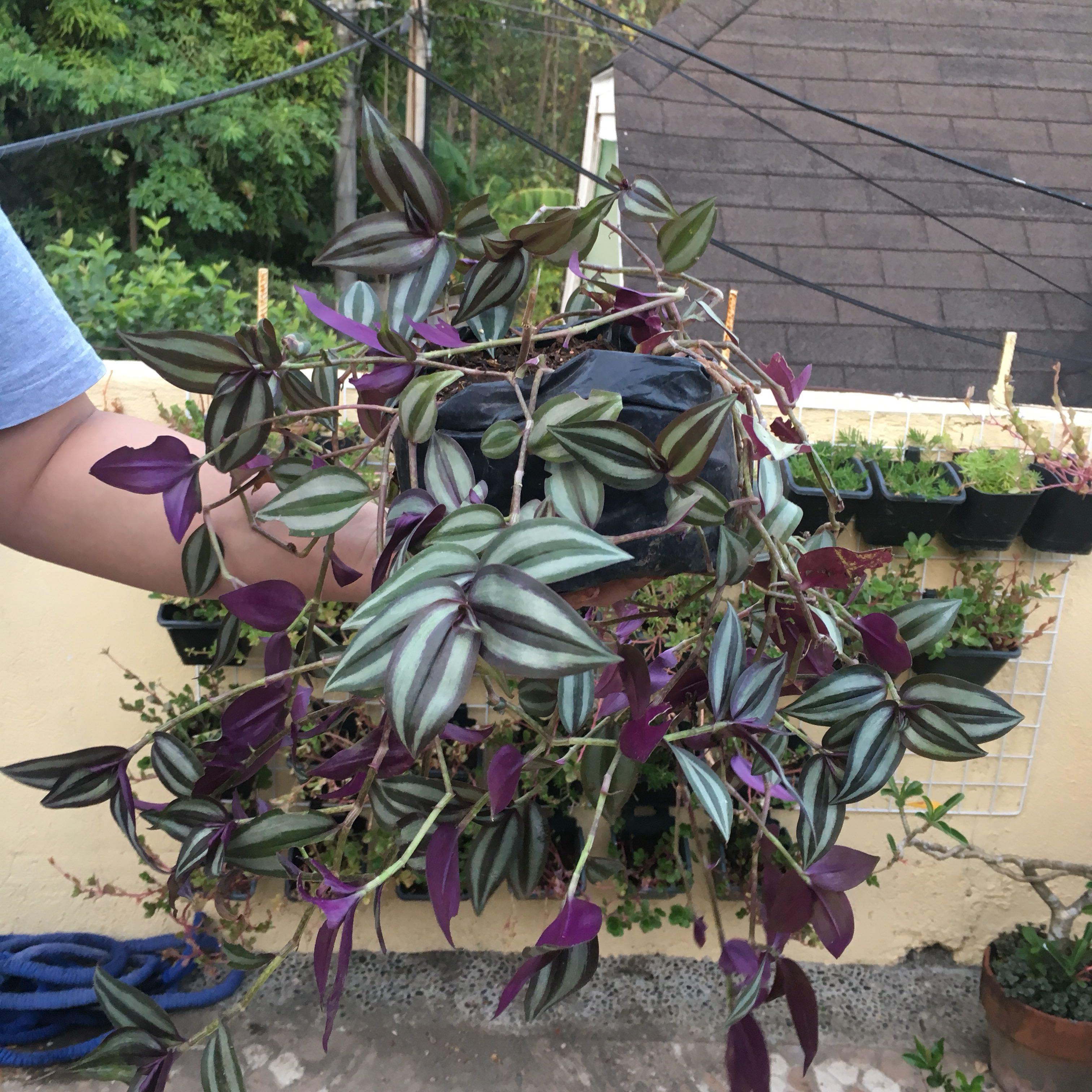 Tradescantia Zebrina / Wandering Dew Plant, Furniture & Home Living ...