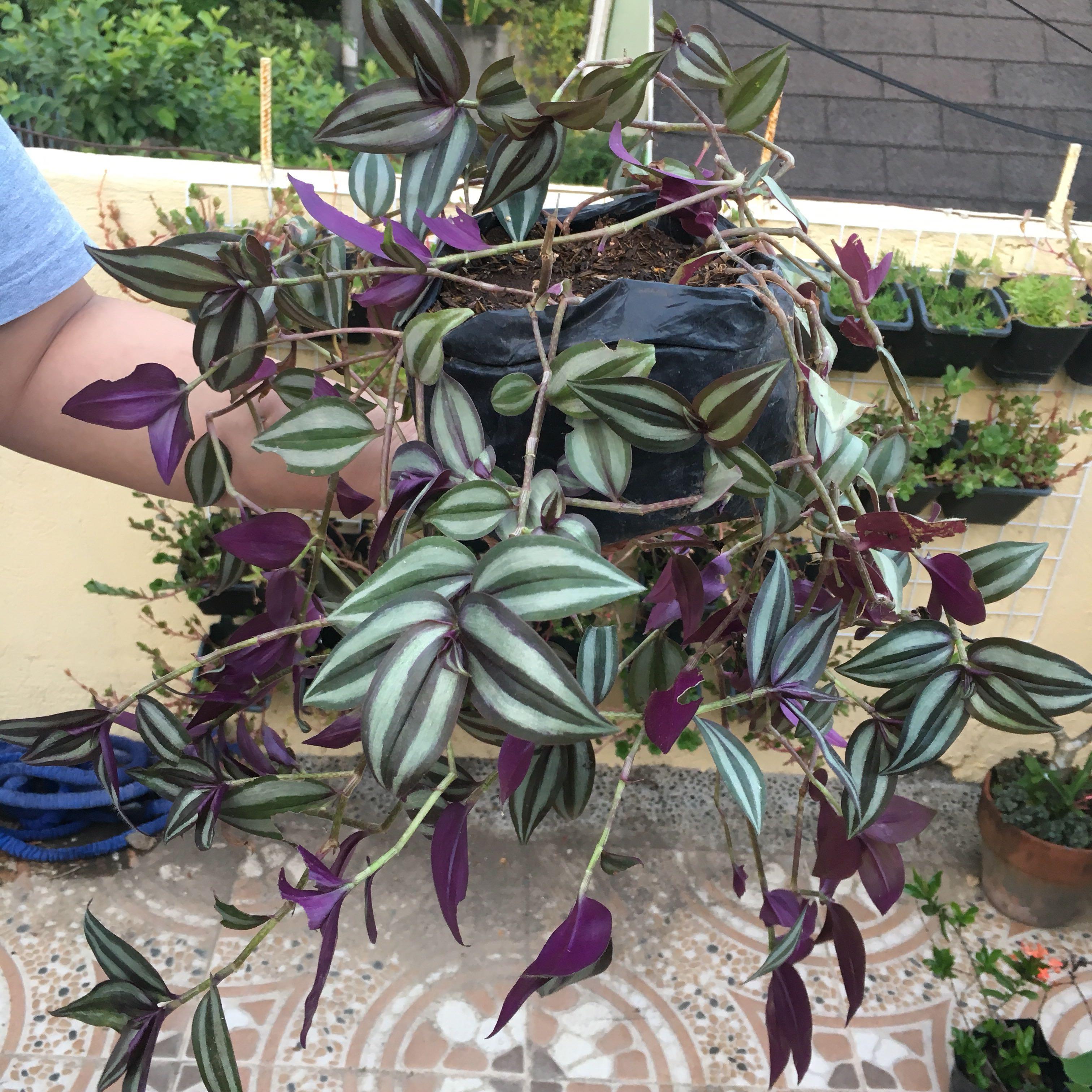 Tradescantia Zebrina / Wandering Dew Plant, Furniture & Home Living ...