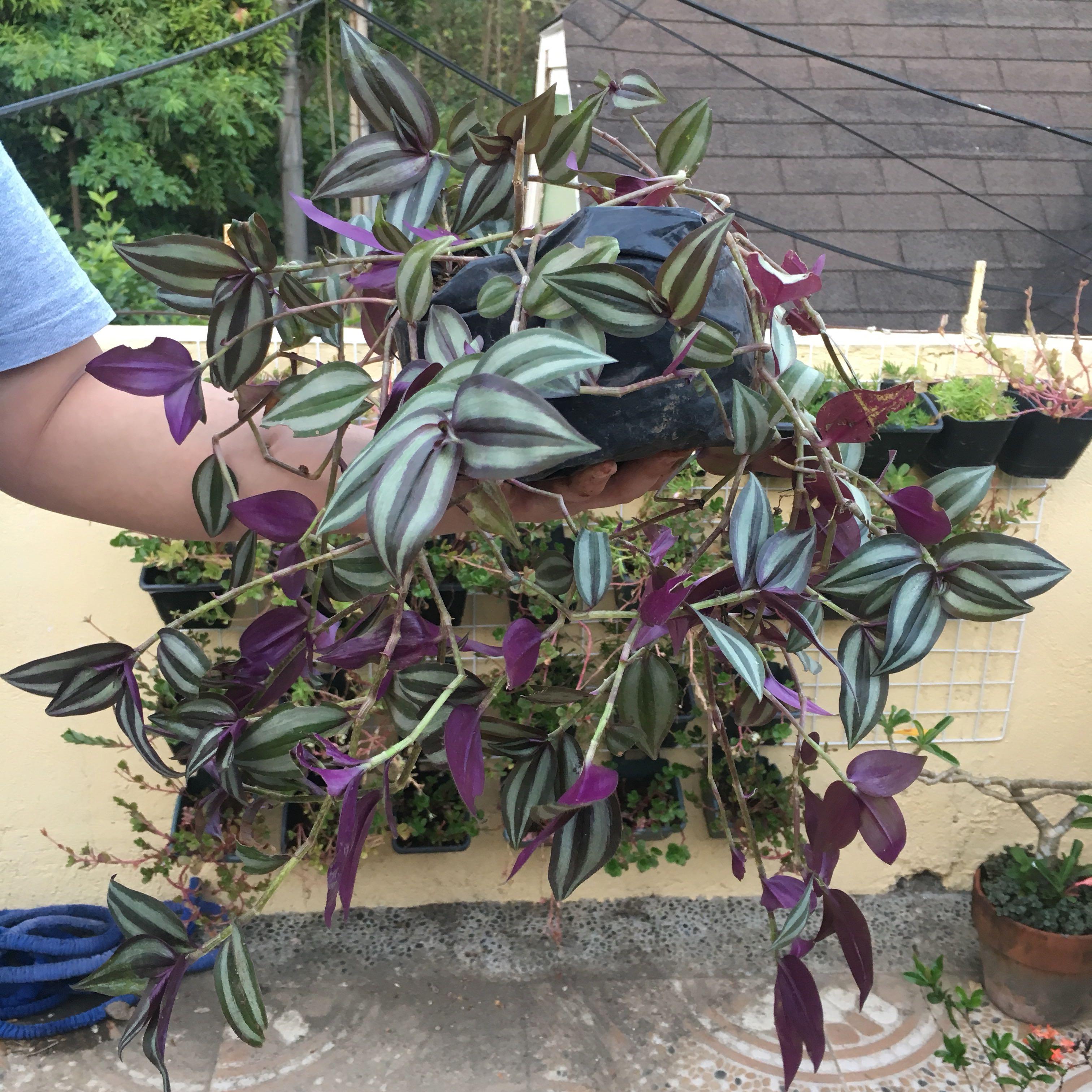 Tradescantia Zebrina / Wandering Dew Plant, Furniture & Home Living ...