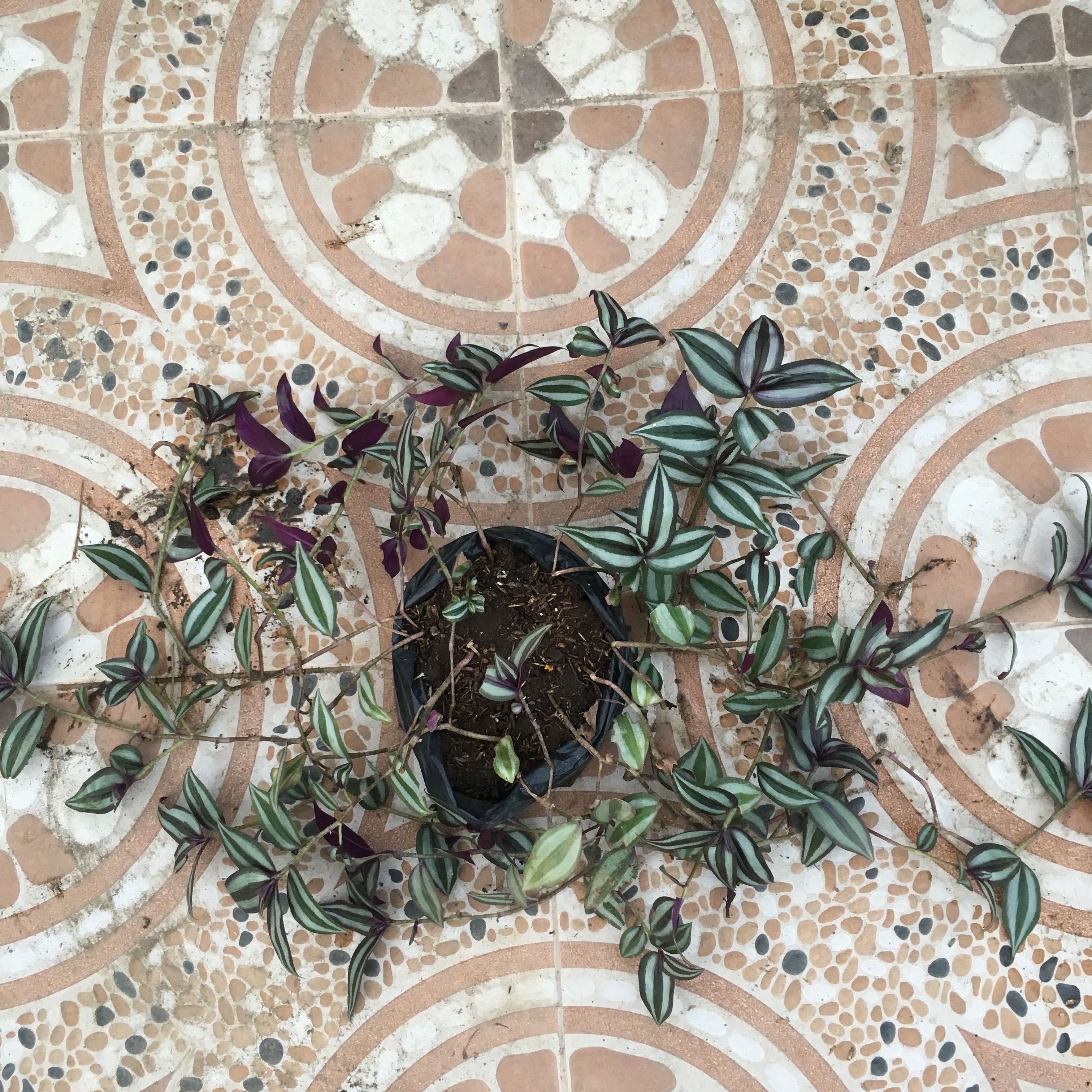 Tradescantia Zebrina / Wandering Dew Plant, Furniture & Home Living ...