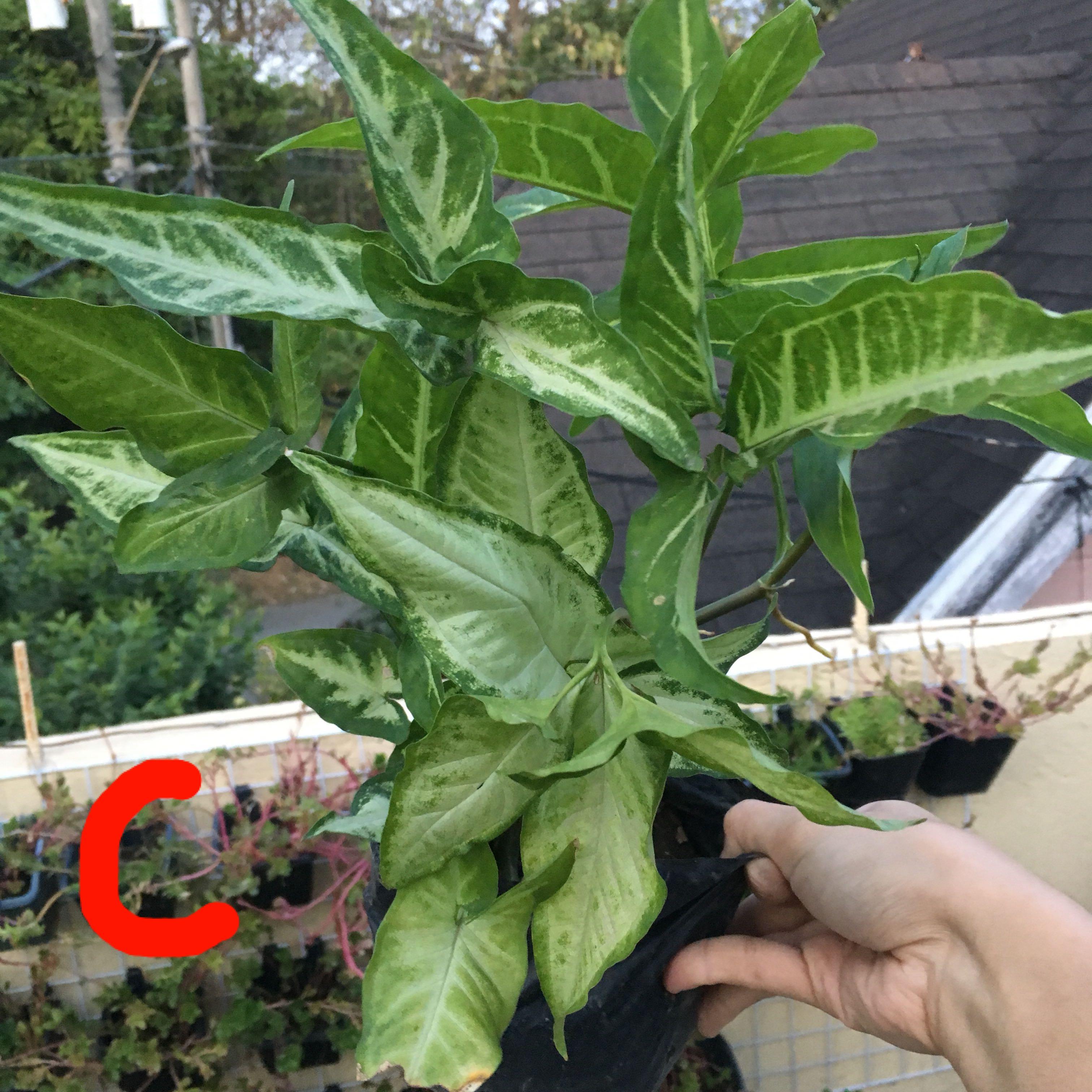 Trailing White Syngonium Plant Varieties, Furniture & Home Living ...