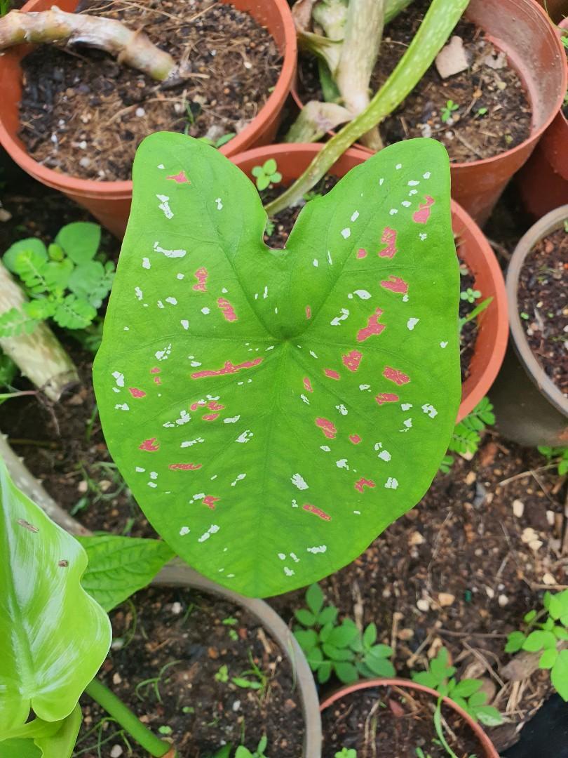 Caladium Florida Clown, Furniture & Home Living, Gardening, Plants ...