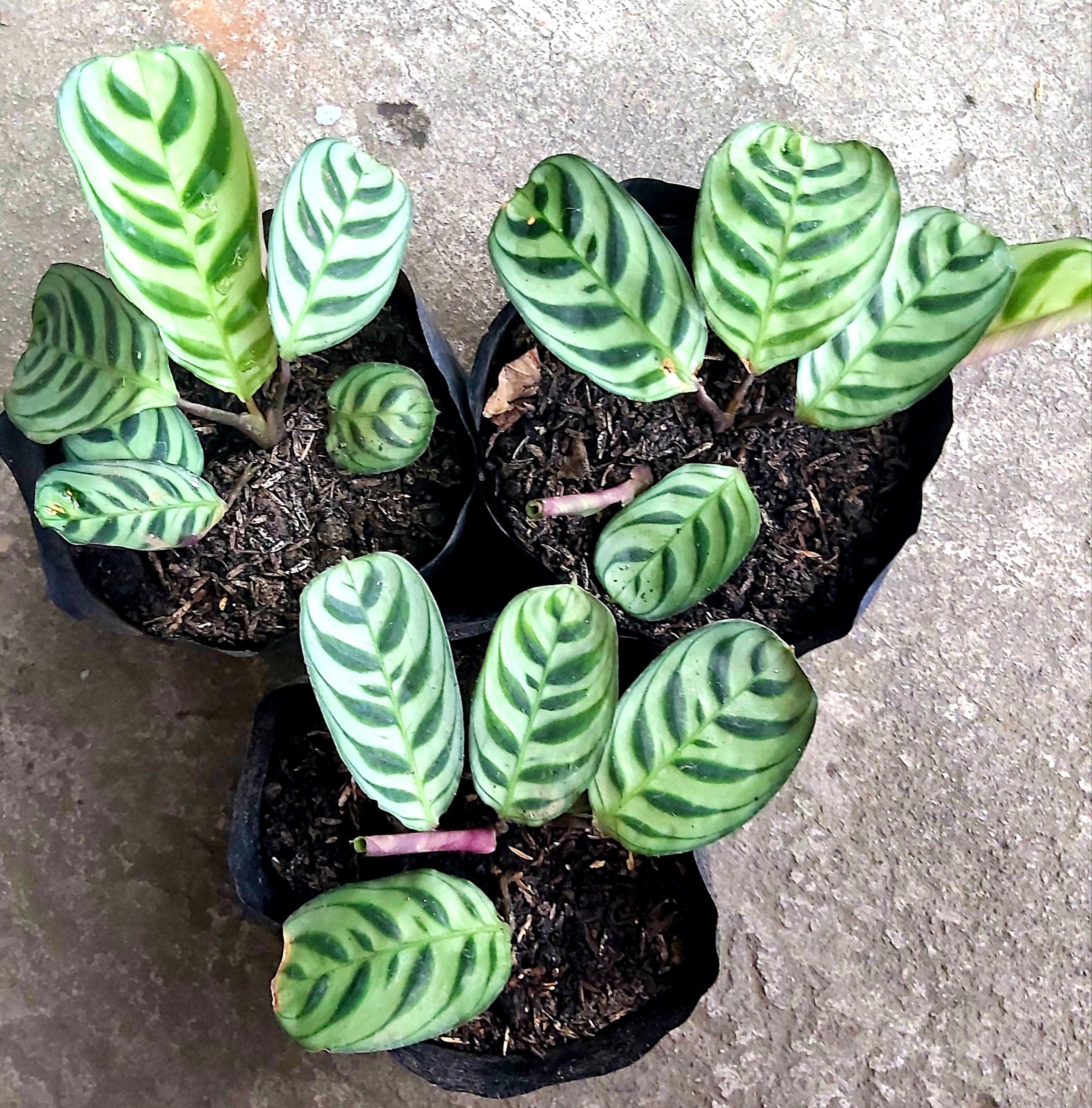 Calathea Fishbone prayer plant, Furniture & Home Living, Gardening ...