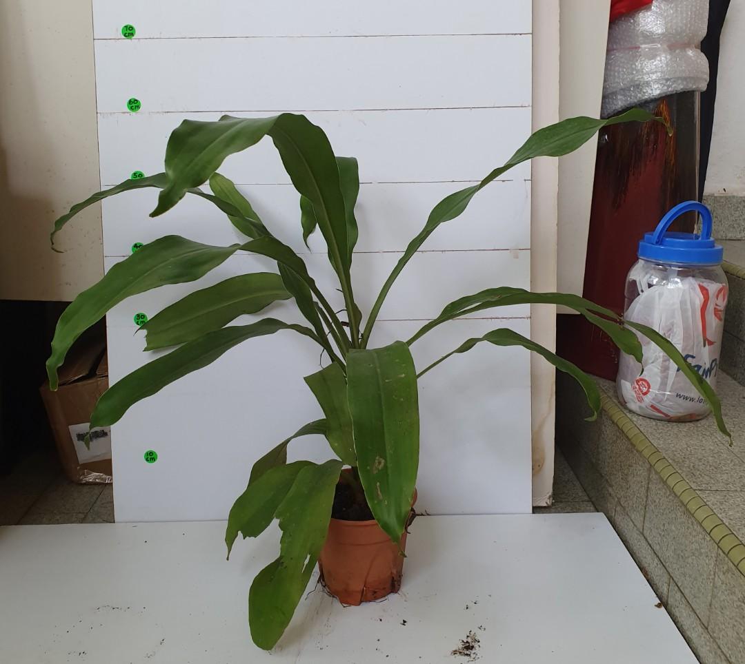 Iron Tree 铁树 (2 pots available), Furniture & Home Living, Gardening ...