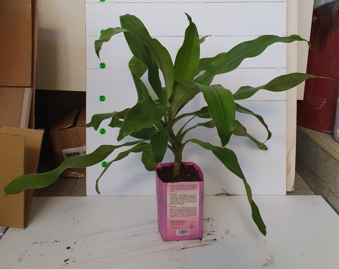 Iron Tree 铁树 (2 pots available), Furniture & Home Living, Gardening ...