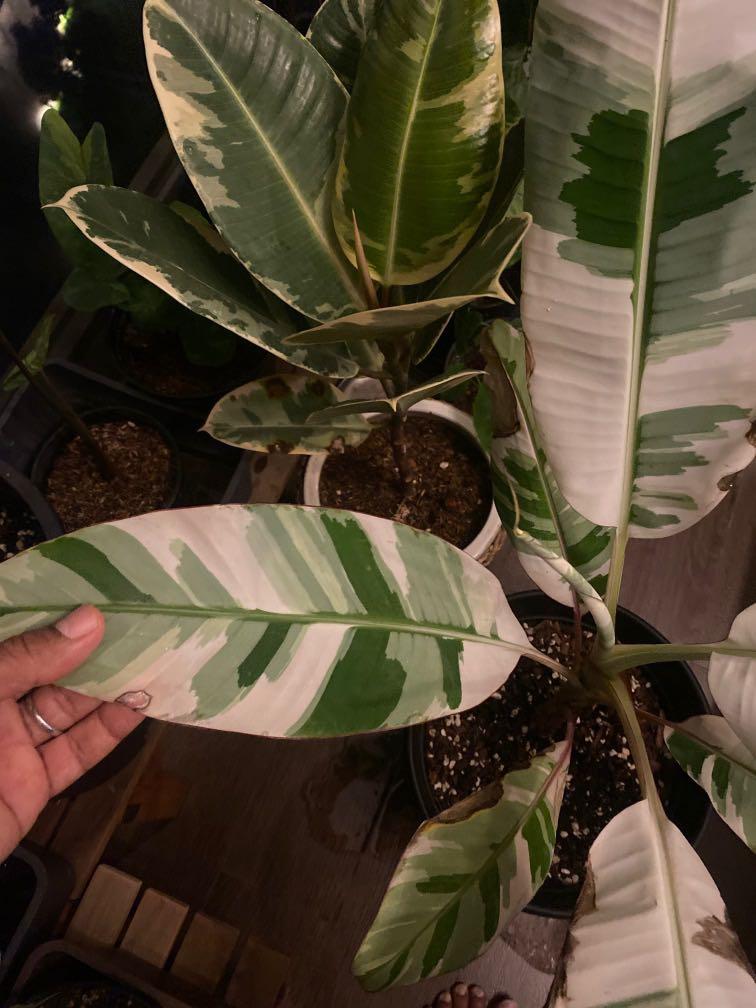 Musa Florida Variegated banana, Furniture & Home Living, Gardening ...