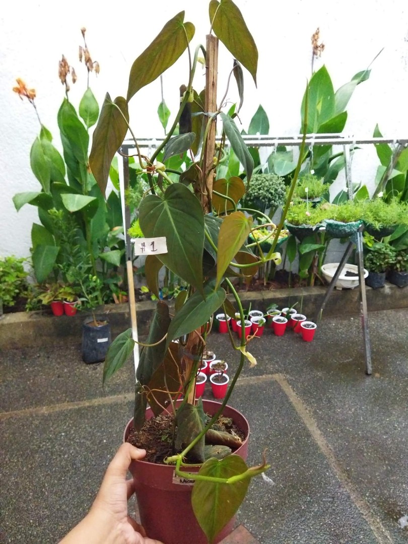 Philo Micans, Furniture & Home Living, Gardening, Plants & Seeds on ...