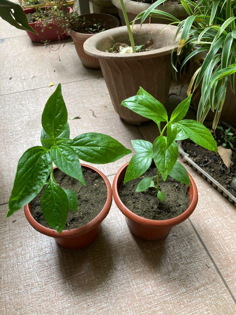 Serpentina plant in black seedling bag - Pasig, Furniture & Home Living ...