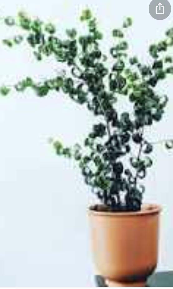 Ficus benjamina 'Pandora'; curly weeping fig; Pandora weeping fig ...