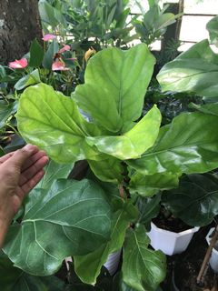 fiddle leaf pig - View all fiddle leaf pig ads in Carousell Philippines