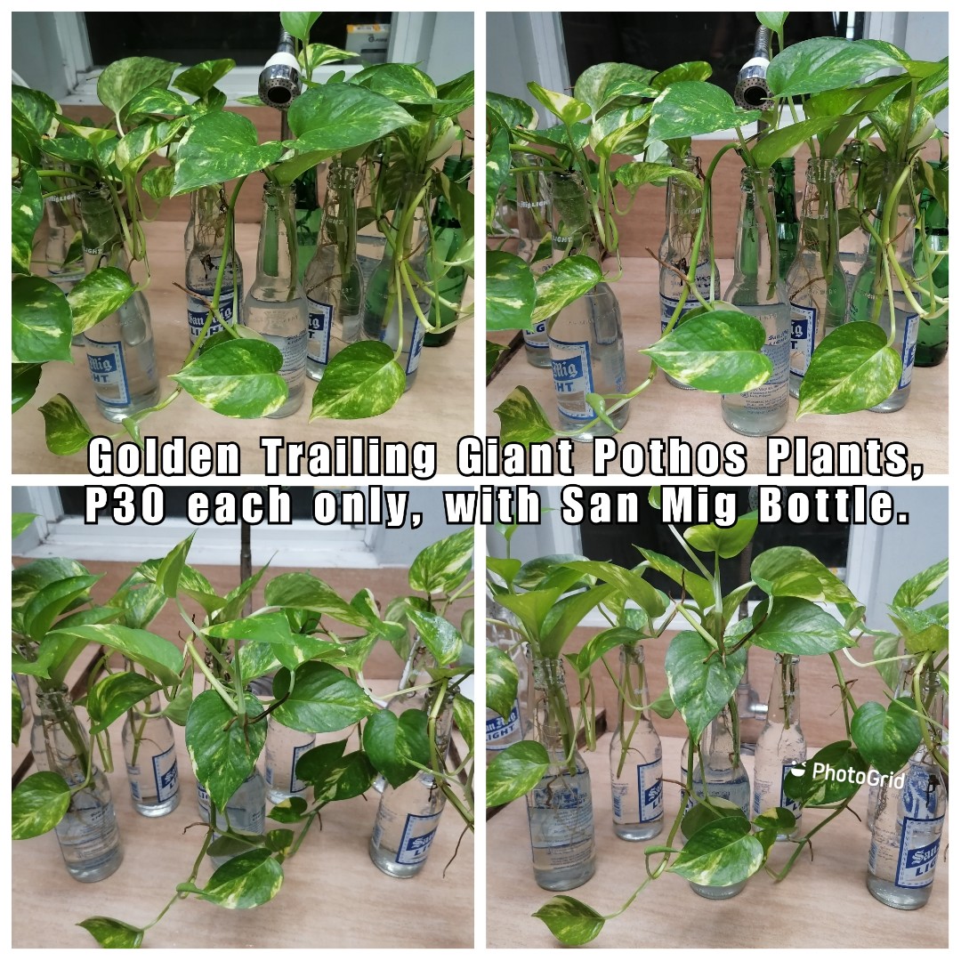 Golden Giant Trailing Pothos Plants, Furniture & Home Living, Gardening ...