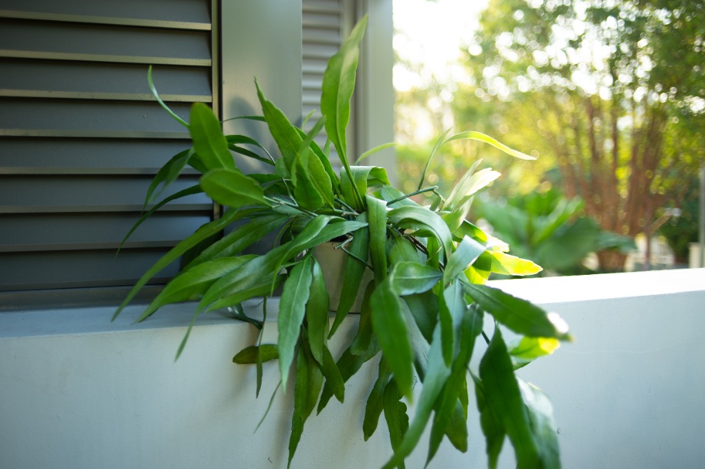 Large, healthy Queen Of The Night (aka. Epiphyllum, Tan Hua, Keng Hua ...