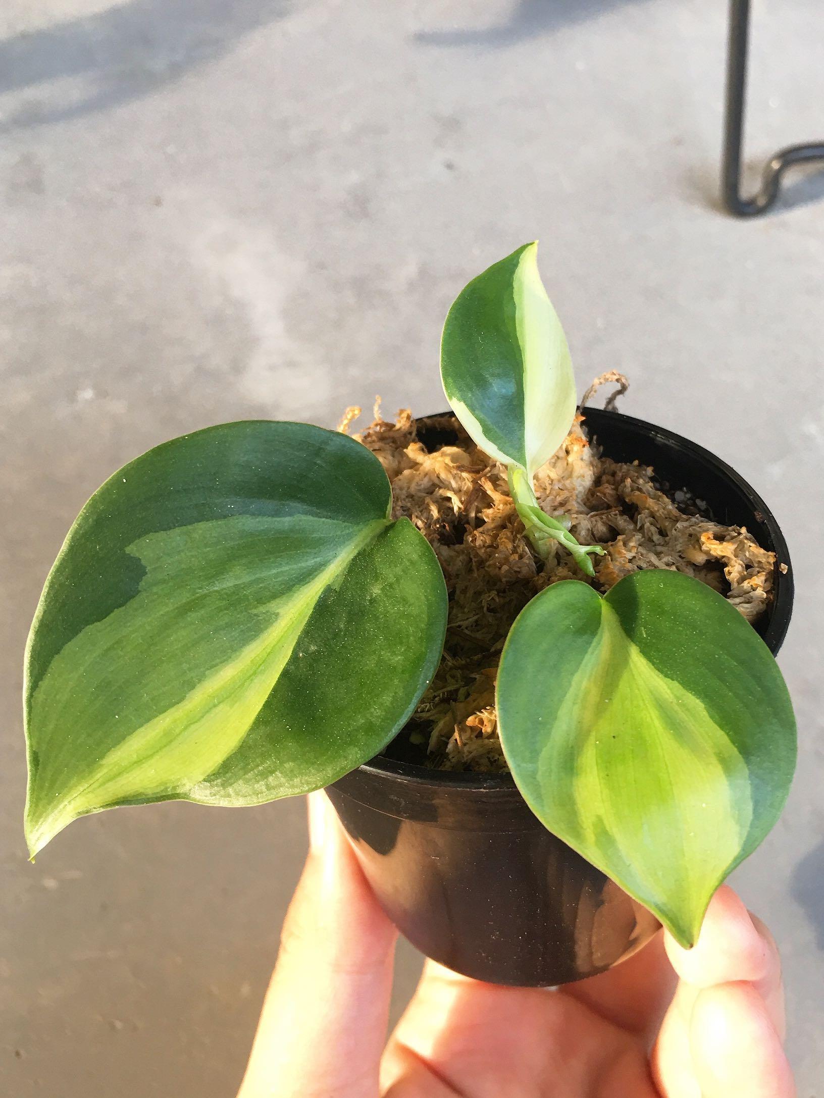 Philodendron cream splash rare houseplant gabby, Furniture & Home ...