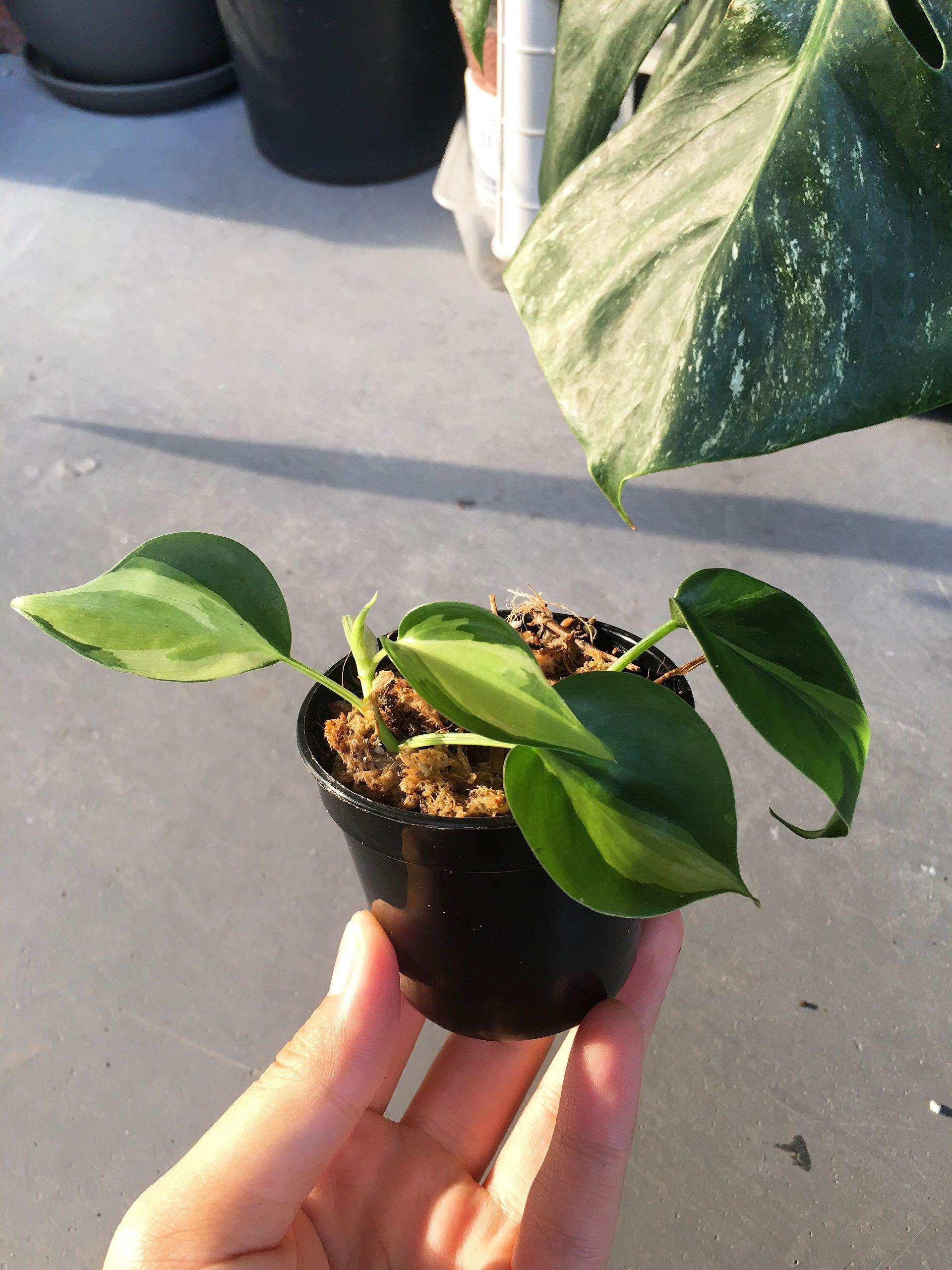 Philodendron cream splash rare houseplant gabby, Furniture & Home ...
