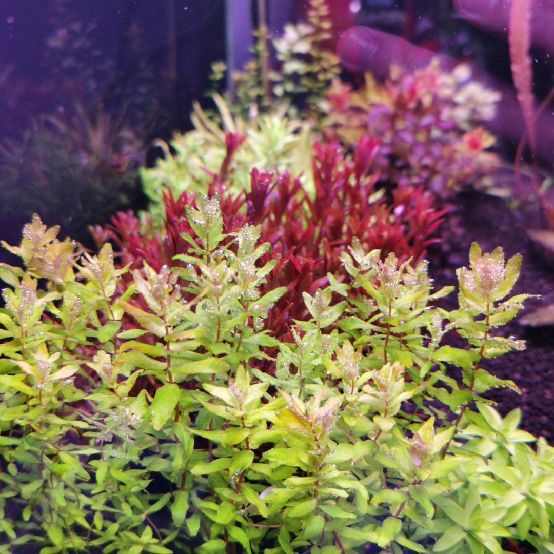 Rotala Macandra Mini 'Type 3' (Green), Pet Supplies, Homes & Other Pet ...