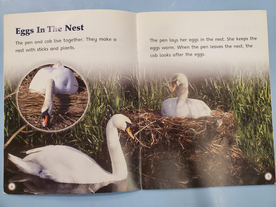 Rigby Star - Life Cycle of a Swan, 興趣及遊戲, 書本 & 文具, 小朋友書 - Carousell