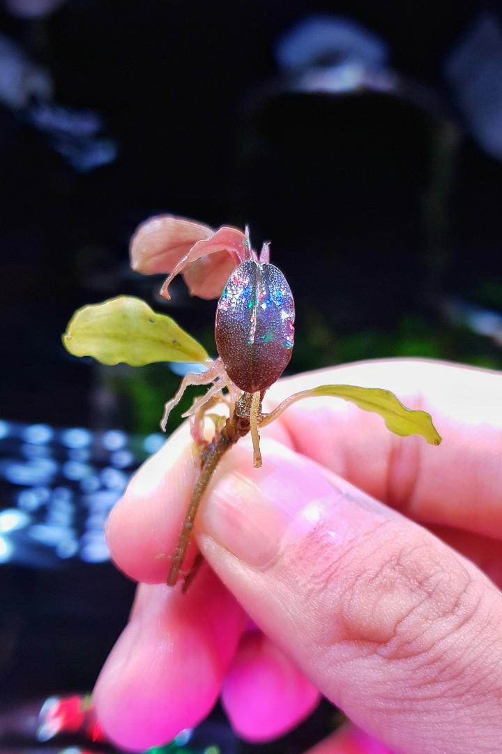 Brownie Amanda bucephalandra bucep buce, Furniture & Home Living ...
