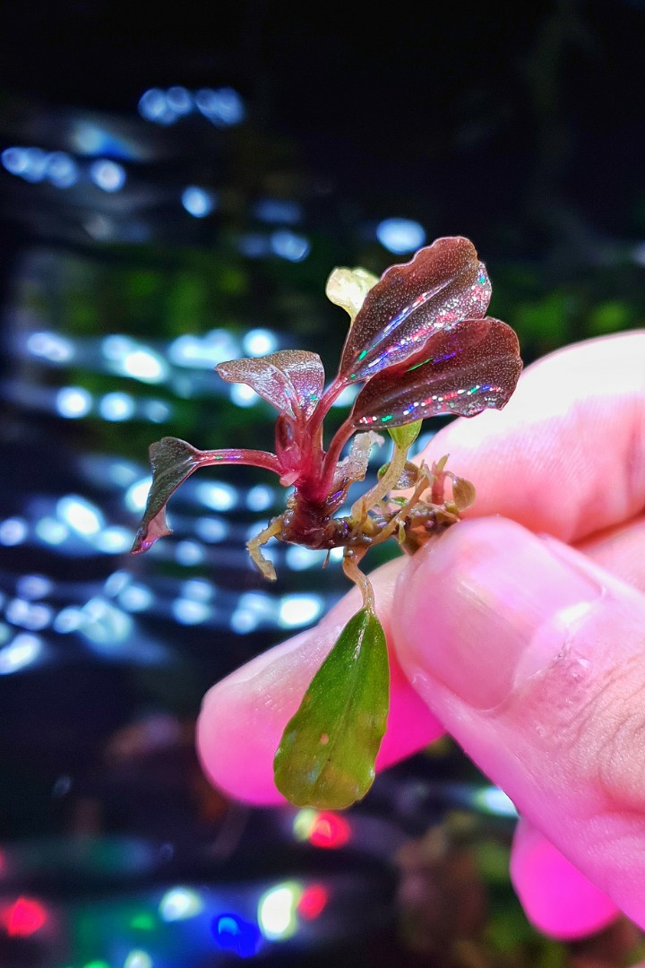 Brownie Amanda bucephalandra bucep buce, Furniture & Home Living ...