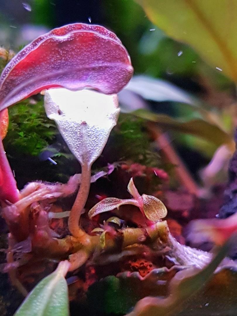 Brownie Amanda bucephalandra bucep buce, Furniture & Home Living ...