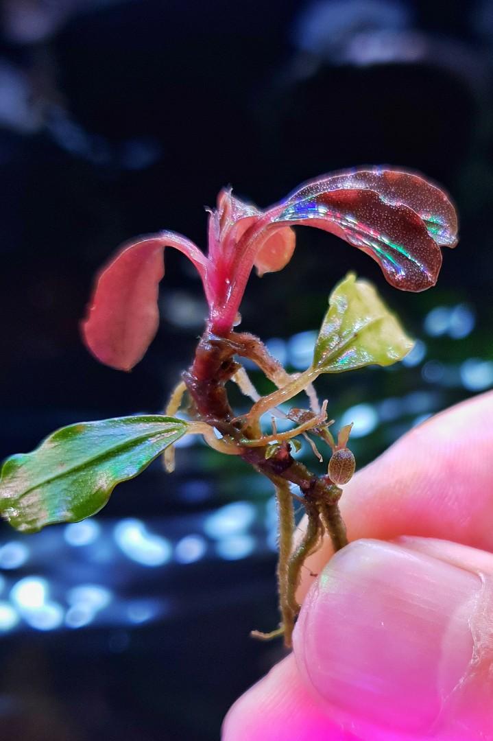 Brownie Amanda bucephalandra bucep buce, Furniture & Home Living ...