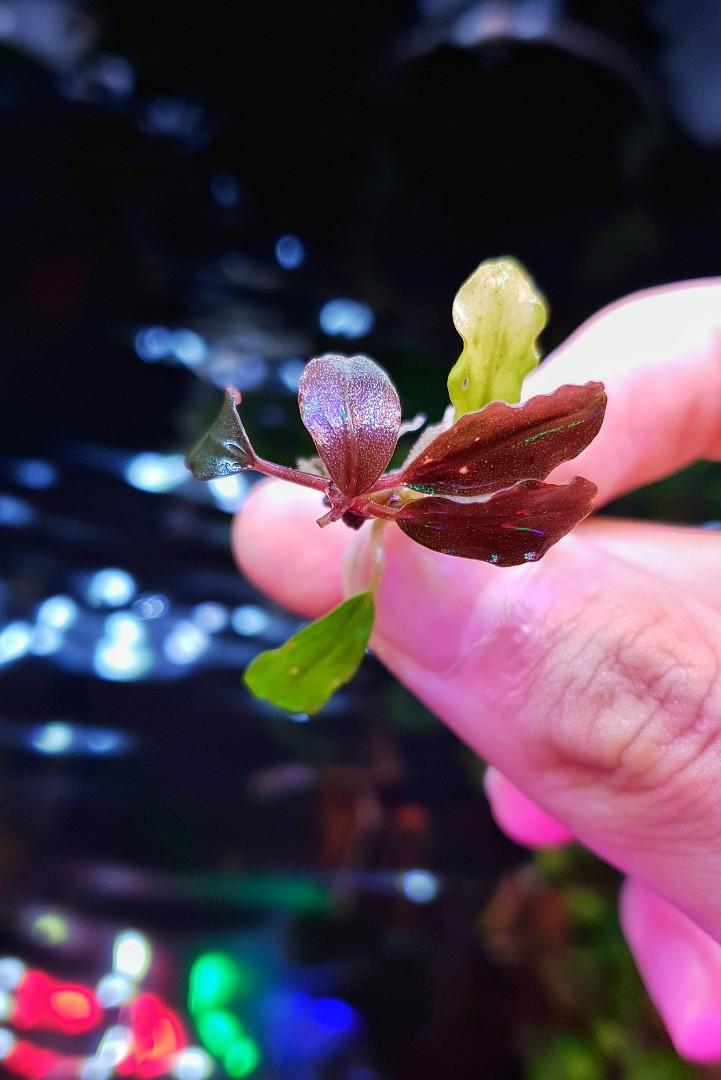 Brownie Amanda bucephalandra bucep buce, Furniture & Home Living ...
