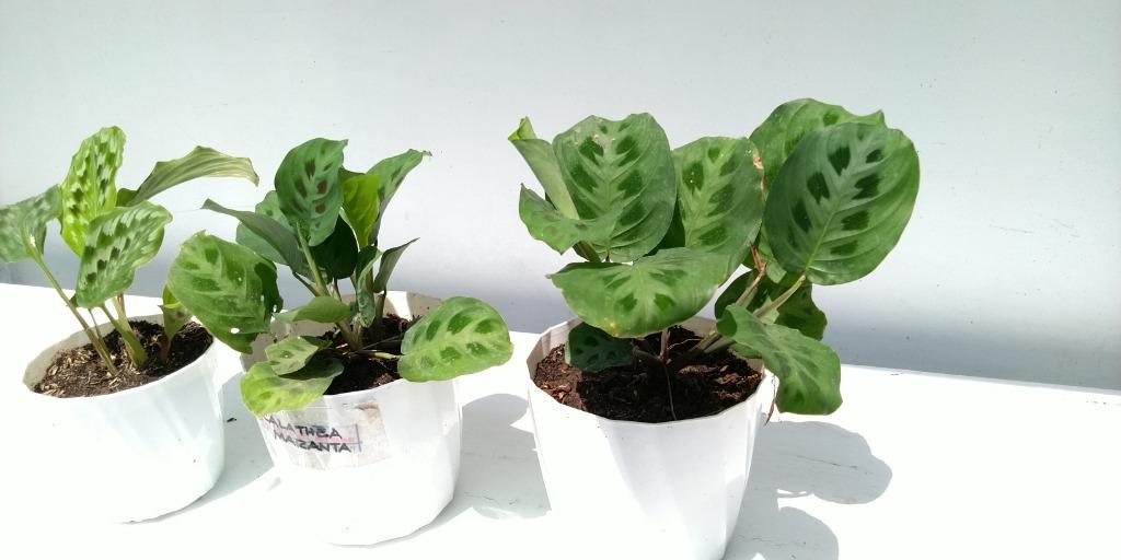 Calathea Maranta, Fishbone, Furniture & Home Living, Gardening, Plants ...