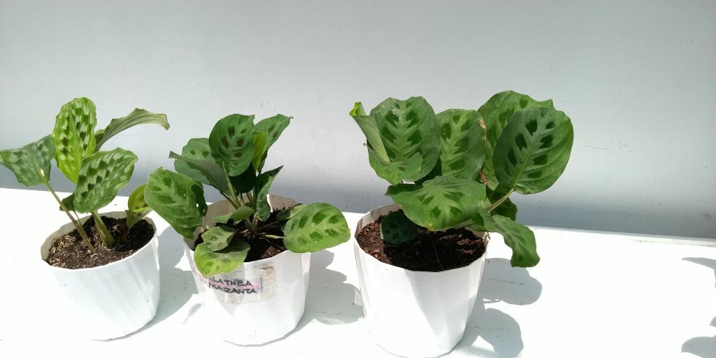 Calathea Maranta, Fishbone, Furniture & Home Living, Gardening, Plants ...