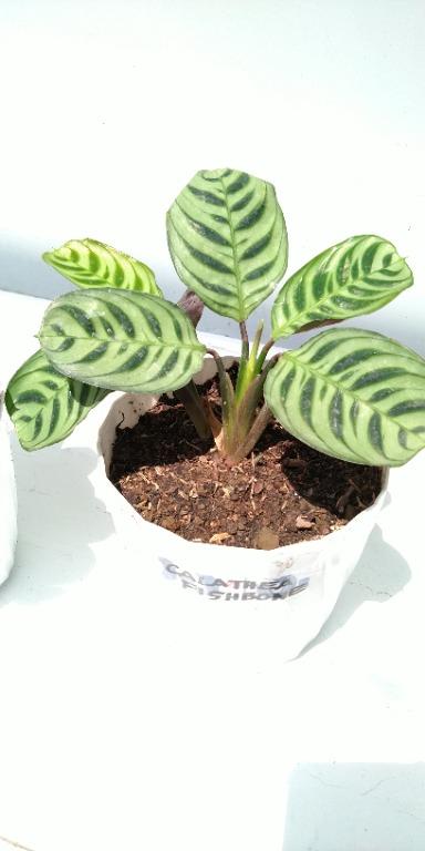 Calathea Maranta, Fishbone, Furniture & Home Living, Gardening, Plants ...