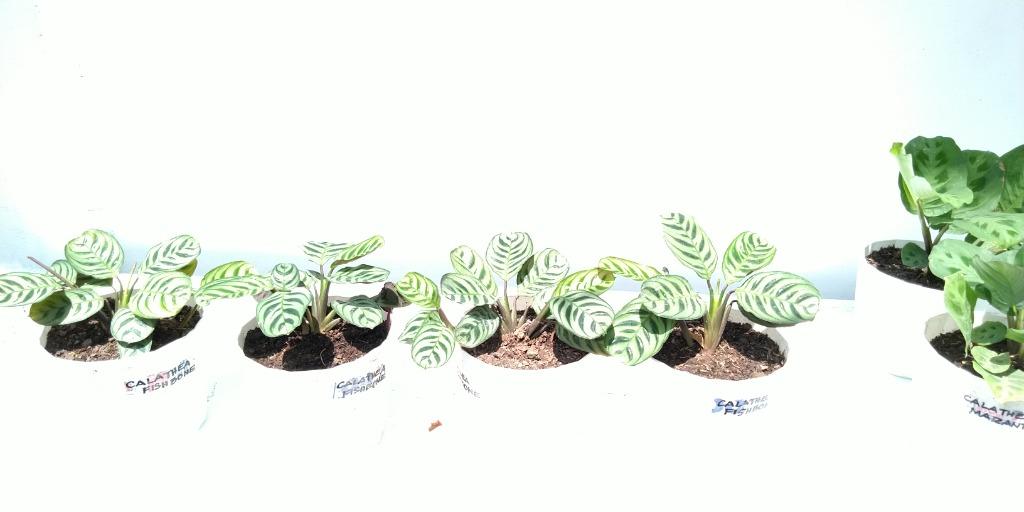 Calathea Maranta, Fishbone, Furniture & Home Living, Gardening, Plants ...