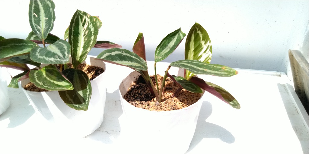 Calathea Maranta, Fishbone, Furniture & Home Living, Gardening, Plants ...