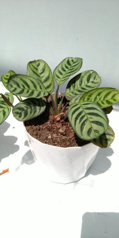 Calathea Maranta, Fishbone, Furniture & Home Living, Gardening, Plants ...