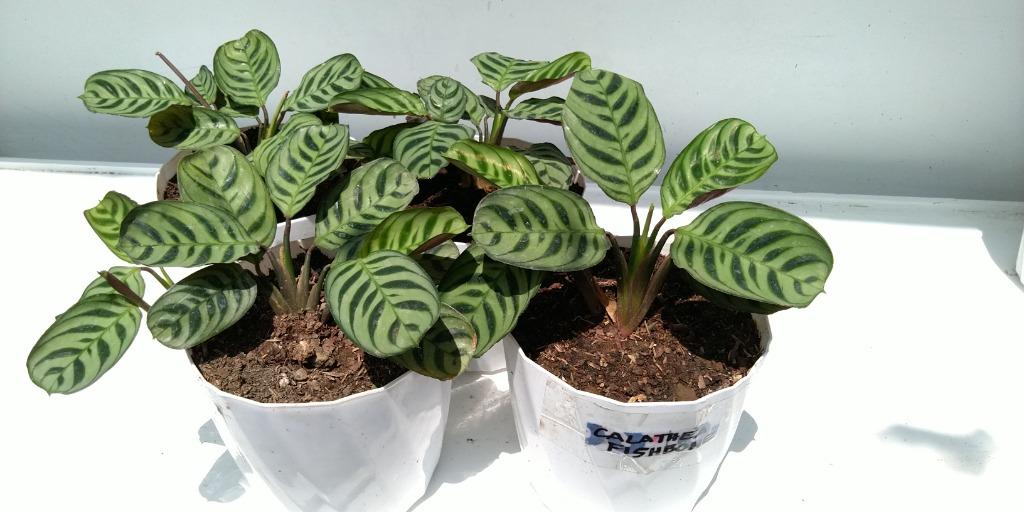 Calathea Maranta, Fishbone, Furniture & Home Living, Gardening, Plants ...