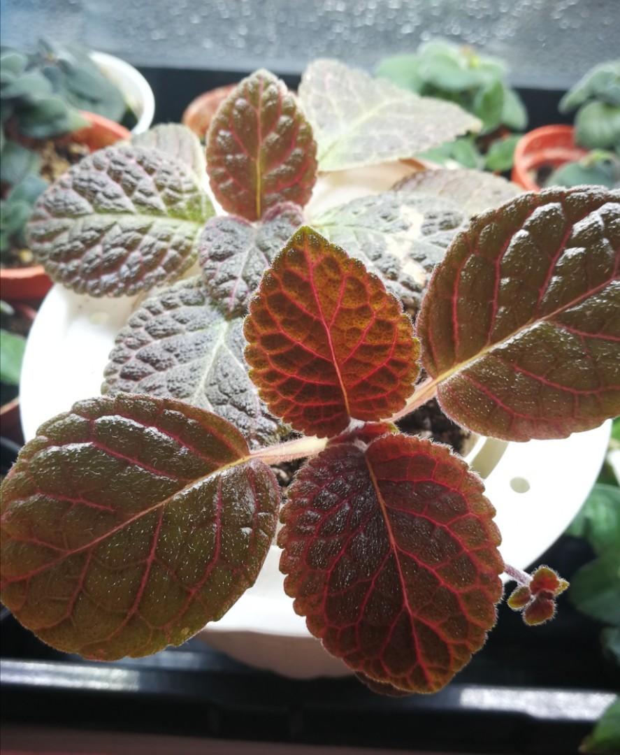 Episcia black star, Furniture & Home Living, Gardening, Plants & Seeds ...