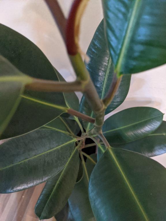 Mature ficus elastica (rubber fig), Furniture & Home Living, Gardening ...