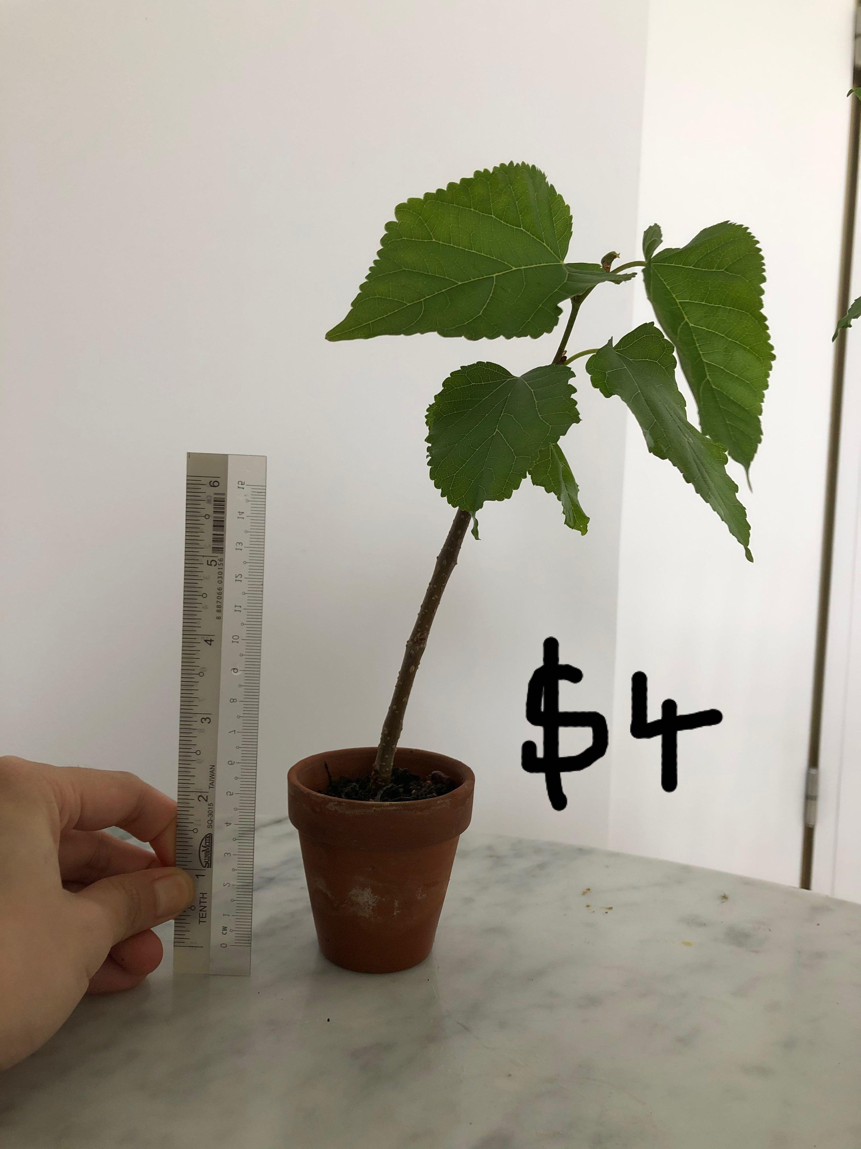 Mulberry plant in terracotta pot, Furniture & Home Living, Gardening ...