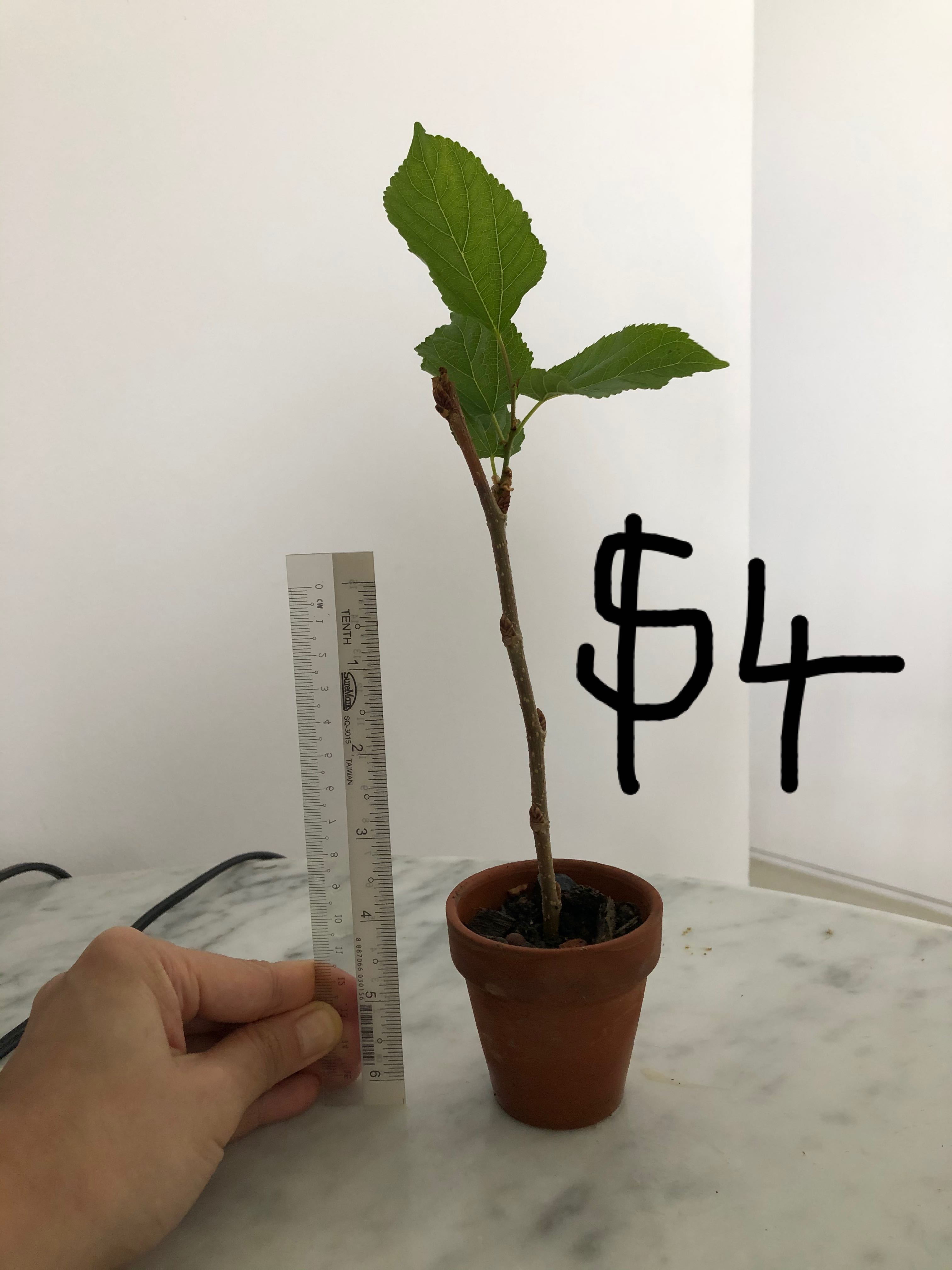 Mulberry plant in terracotta pot, Furniture & Home Living, Gardening ...