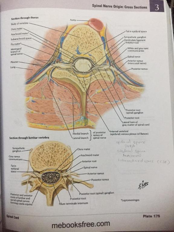 Netter's Atlas of Human Anatomy 7th ed (REPRINT), Hobbies & Toys, Books ...