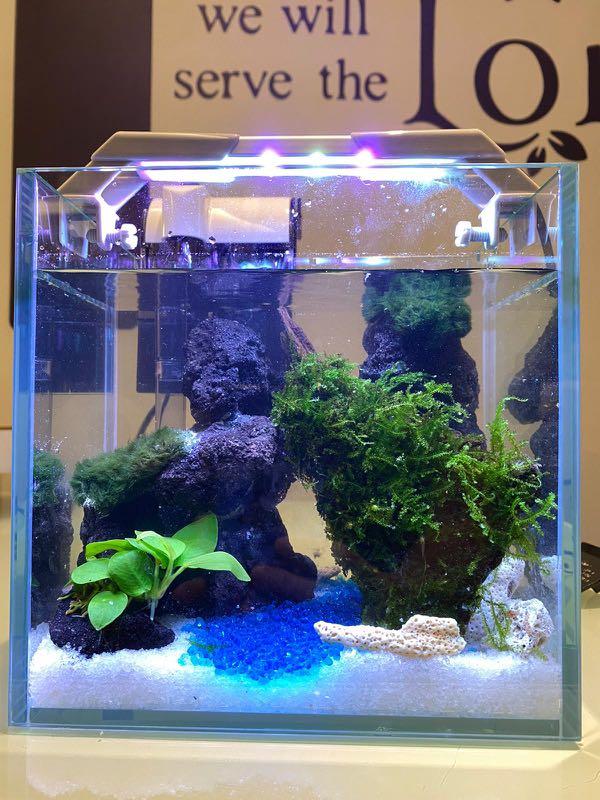 Opae ula Tank set up, Pet Supplies, Homes & Other Pet Accessories on ...
