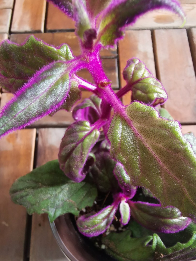 Purple passion / Gynura Aurantiaca, Furniture & Home Living, Gardening ...
