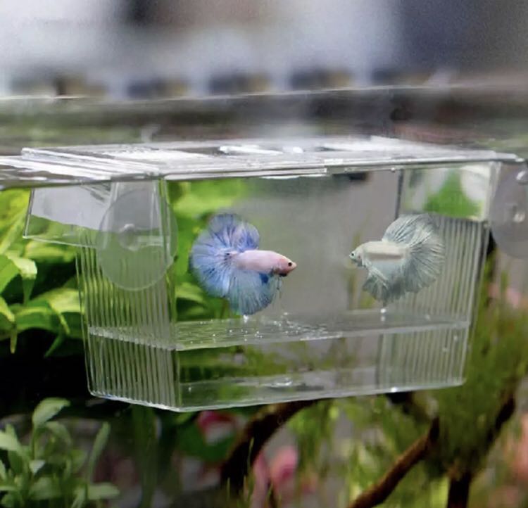 Fish isolation breeding, Pet Supplies, Homes & Other Pet Accessories on ...