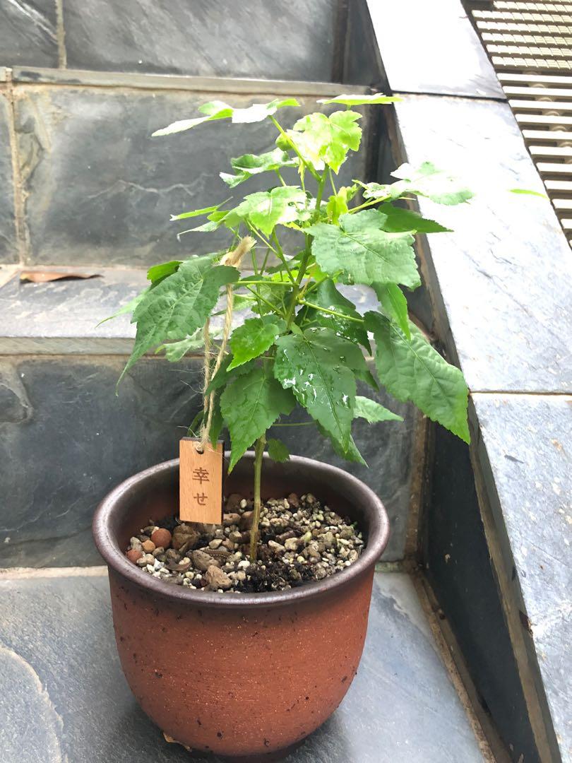 和風Japanese dwarf abutilon First Love bonsai style wedding birthday gift ...
