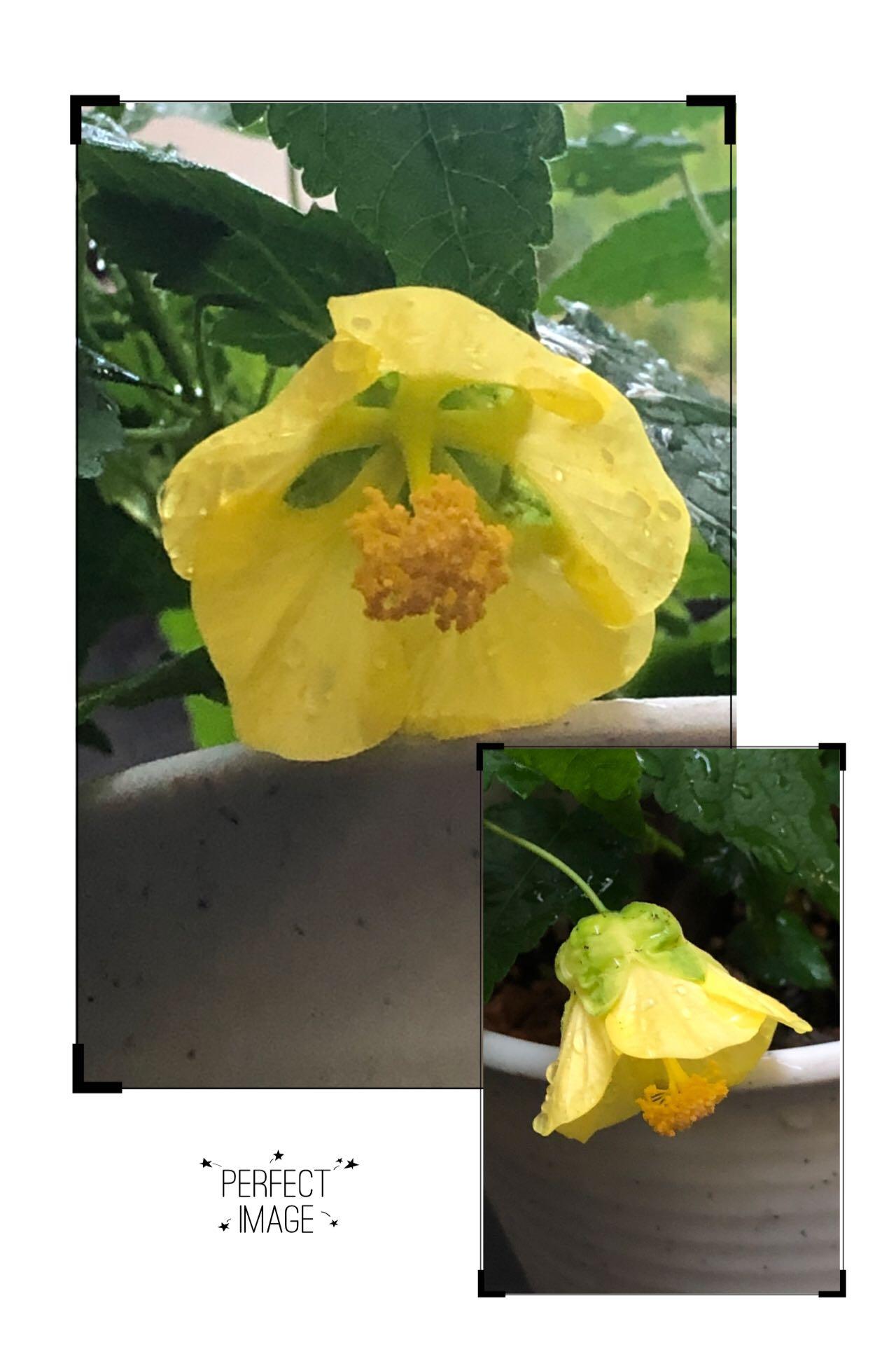 和風Japanese dwarf abutilon First Love bonsai style wedding birthday gift ...