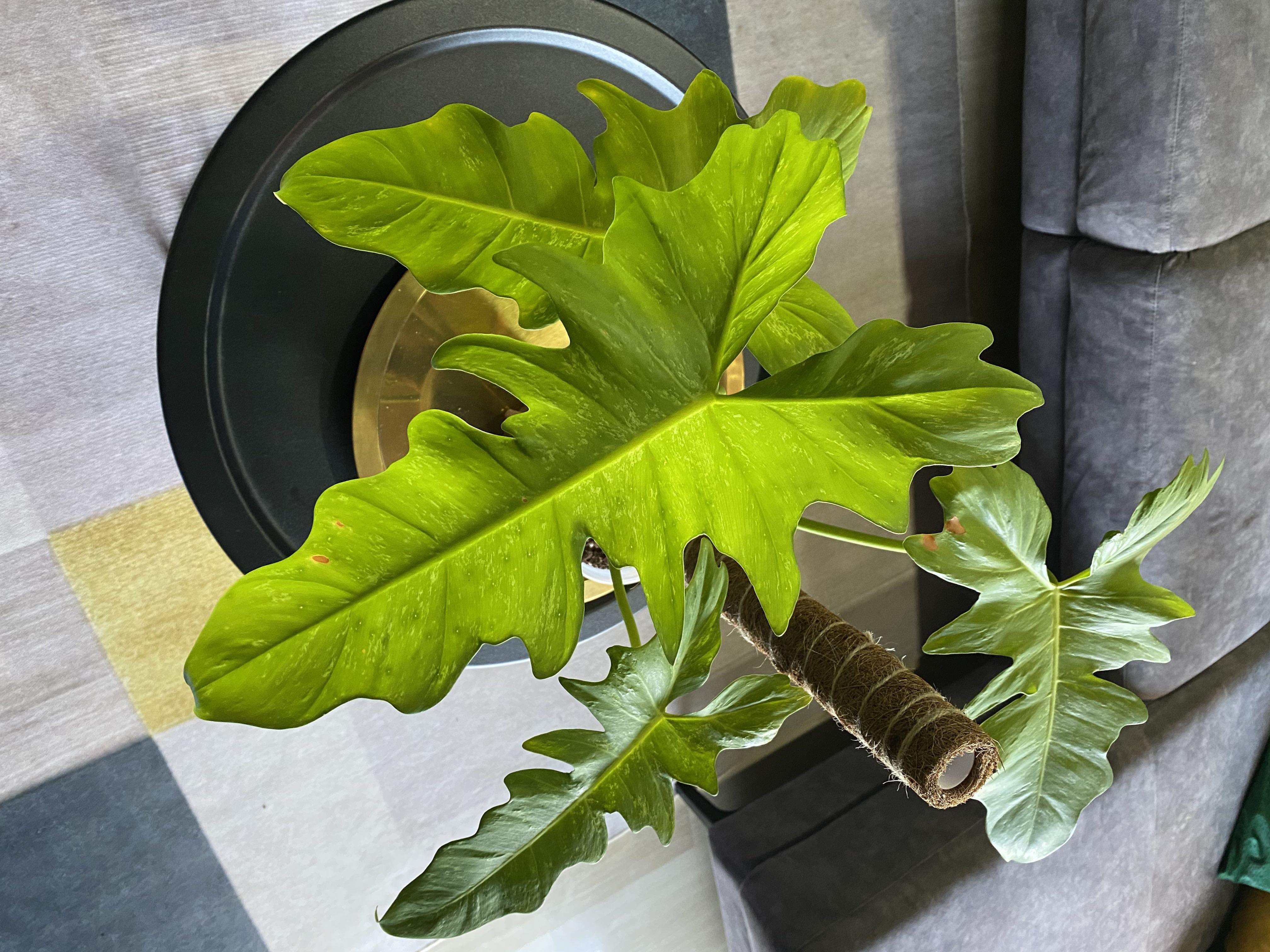 Philodendron Lime fiddle Golden Dragon variegated , Furniture & Home ...
