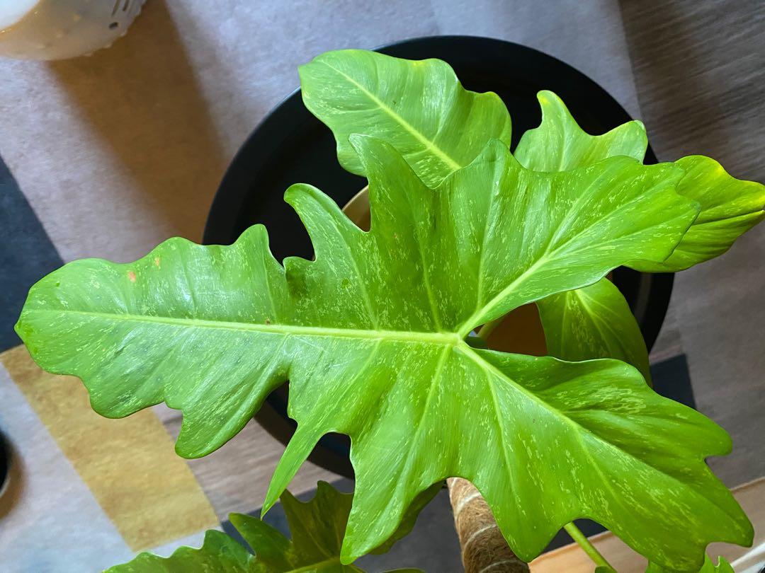 Philodendron Lime fiddle Golden Dragon variegated , Furniture & Home ...