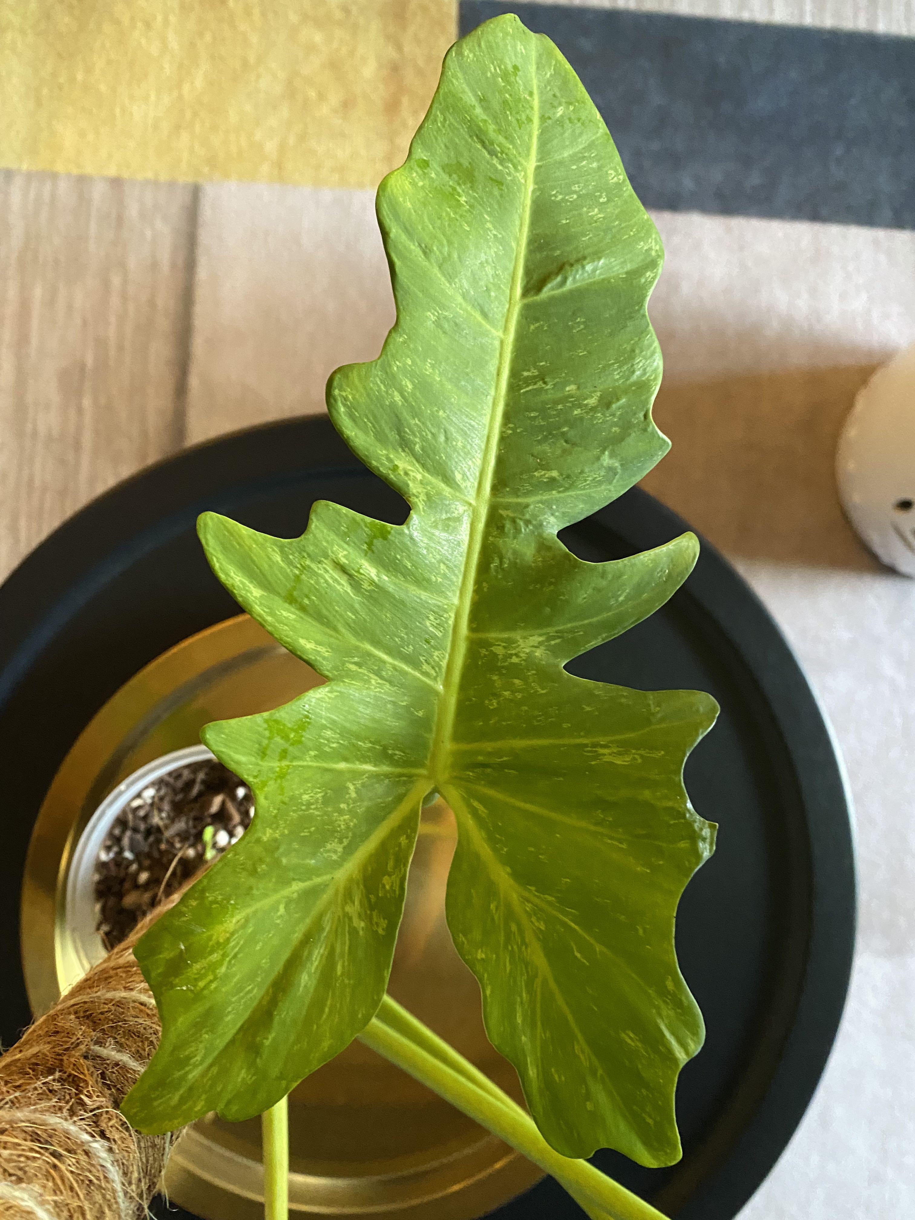 Philodendron Lime fiddle Golden Dragon variegated , Furniture & Home ...