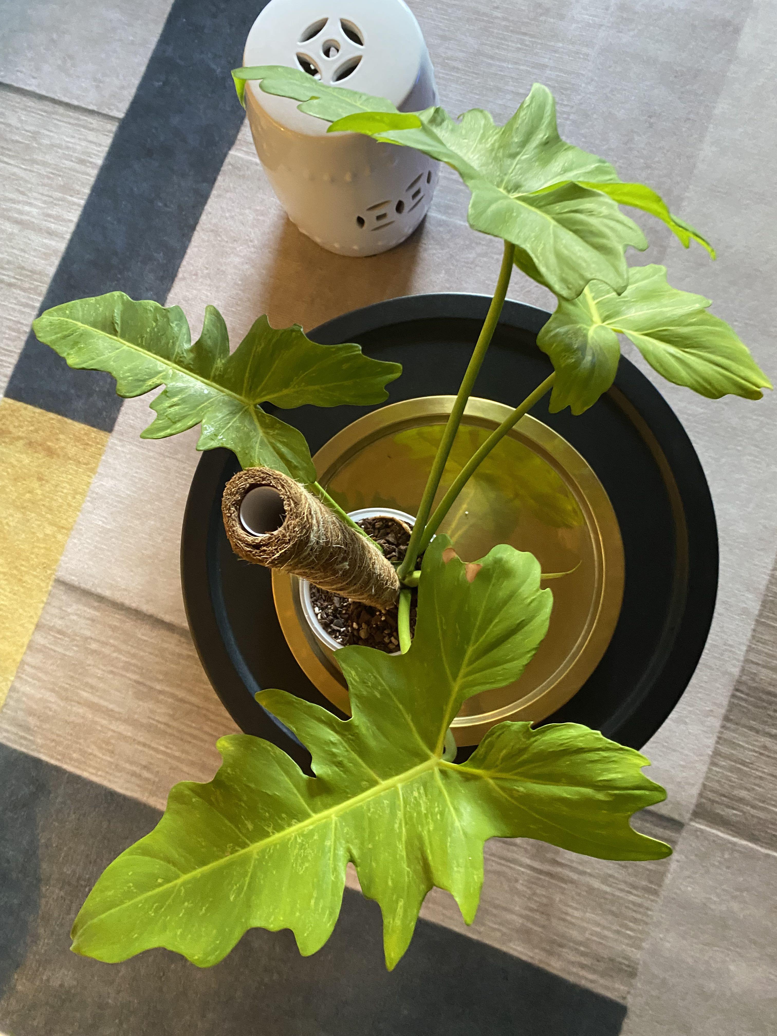 Philodendron Lime fiddle Golden Dragon variegated , Furniture & Home ...