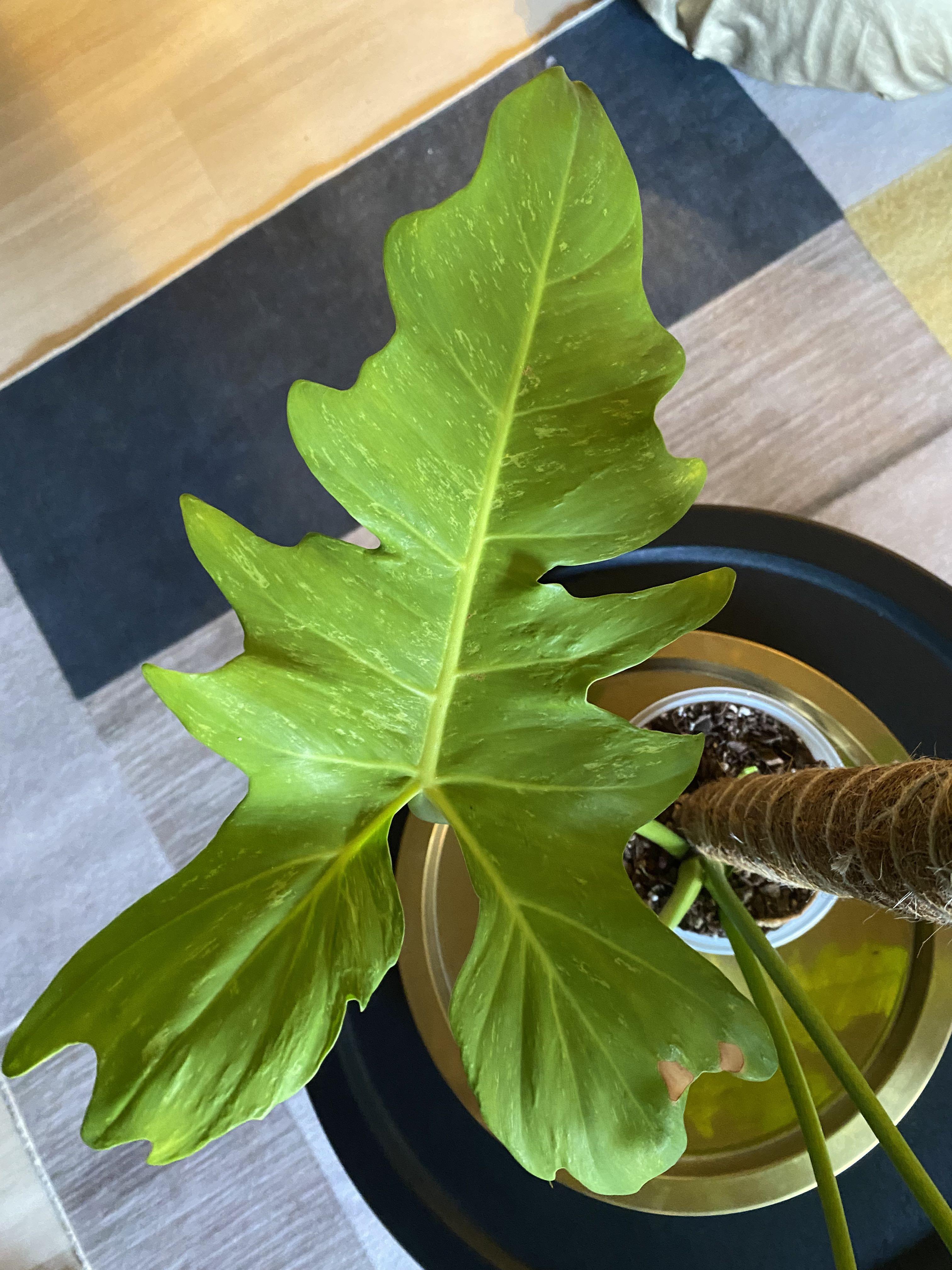 Philodendron Lime fiddle Golden Dragon variegated , Furniture & Home ...