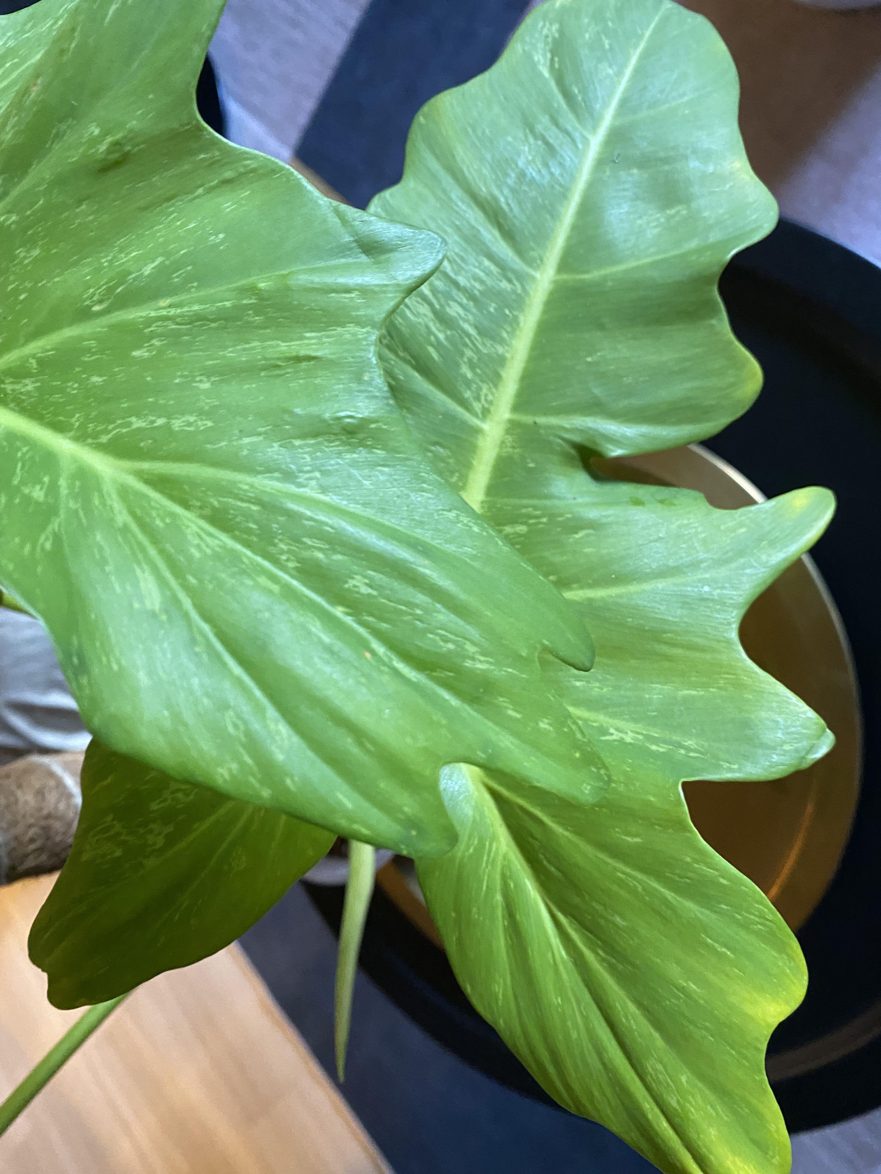 Philodendron Lime fiddle Golden Dragon variegated , Furniture & Home ...