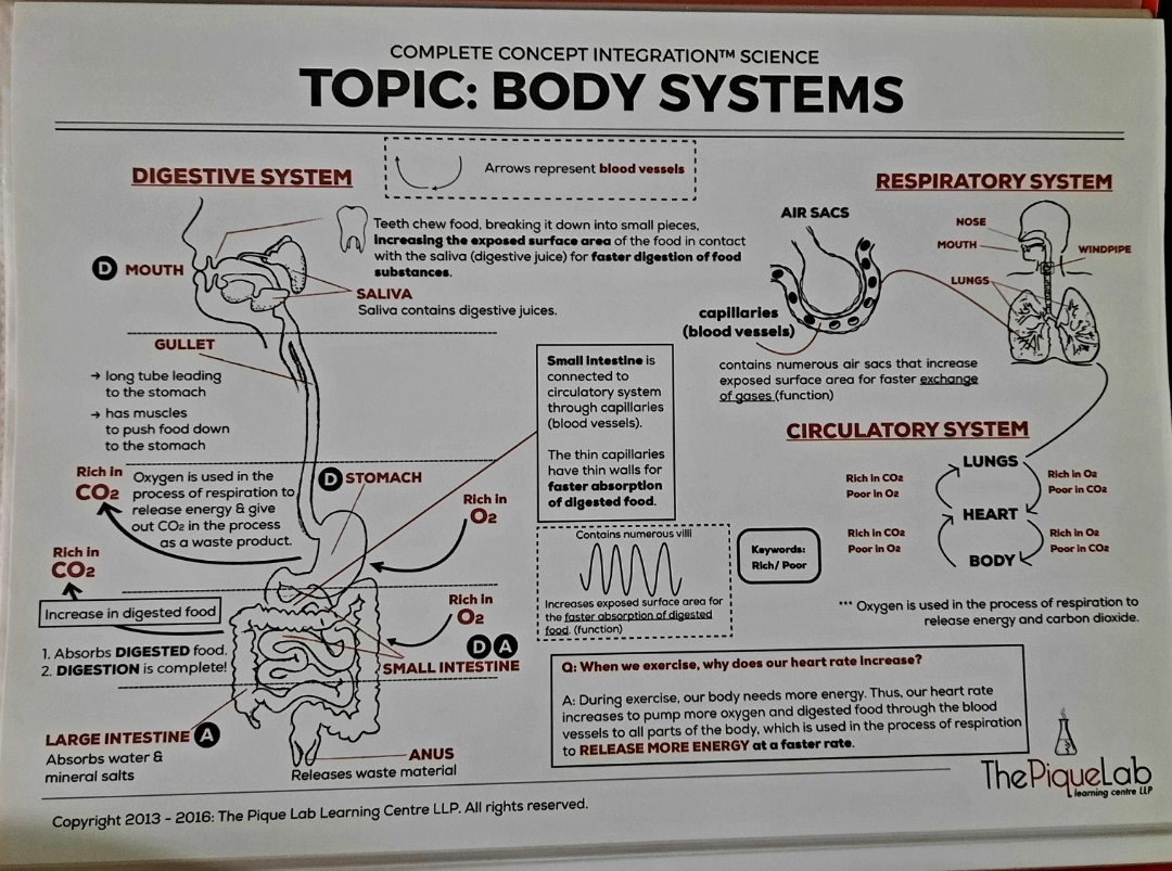 Pique Lab Concept Integration Upper Block Science Notes, Hobbies & Toys ...